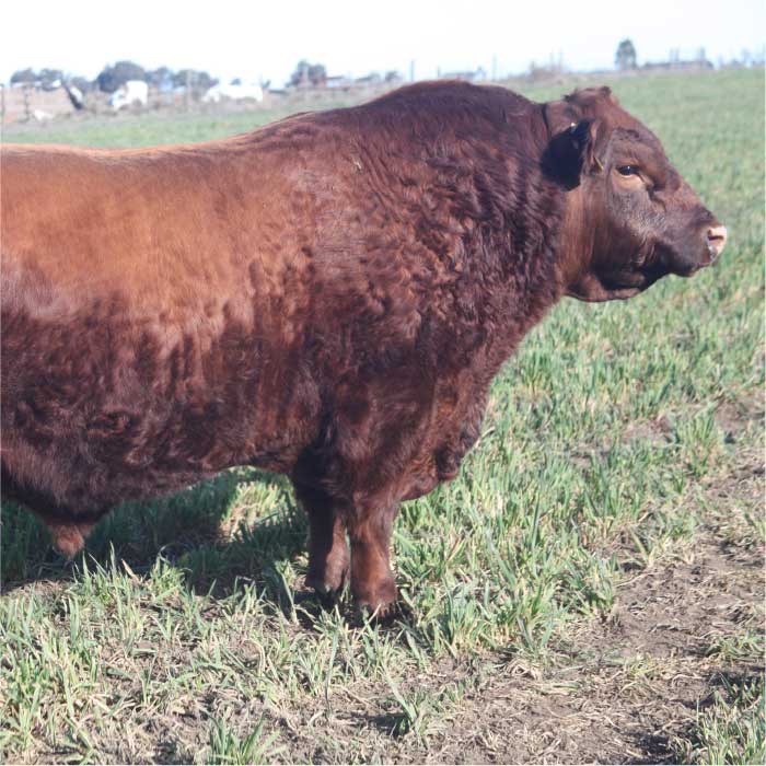 Aberdeen Angus Colorado – CIIADO